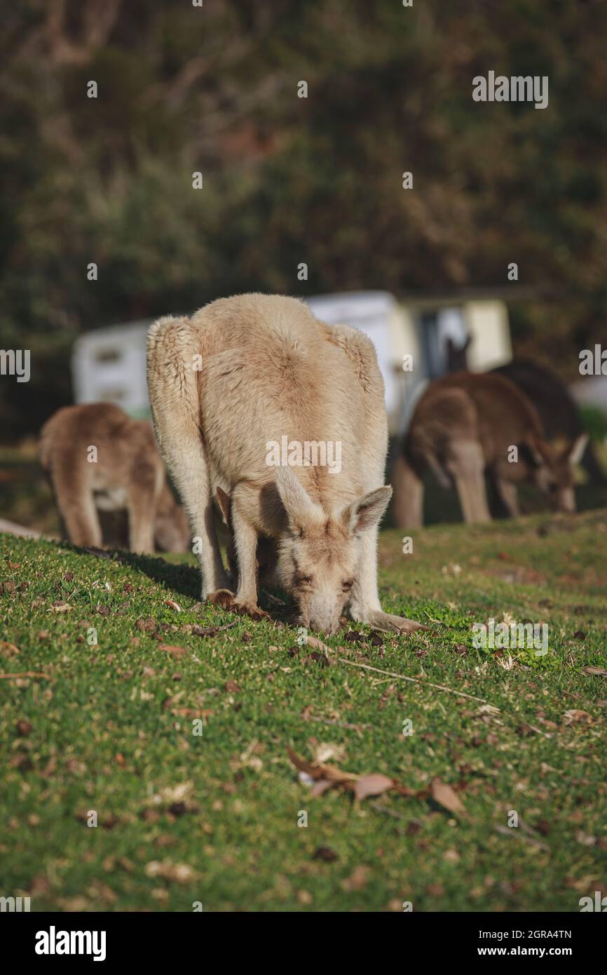 White kangaroo grazing with her joey Stock Photo - Alamy