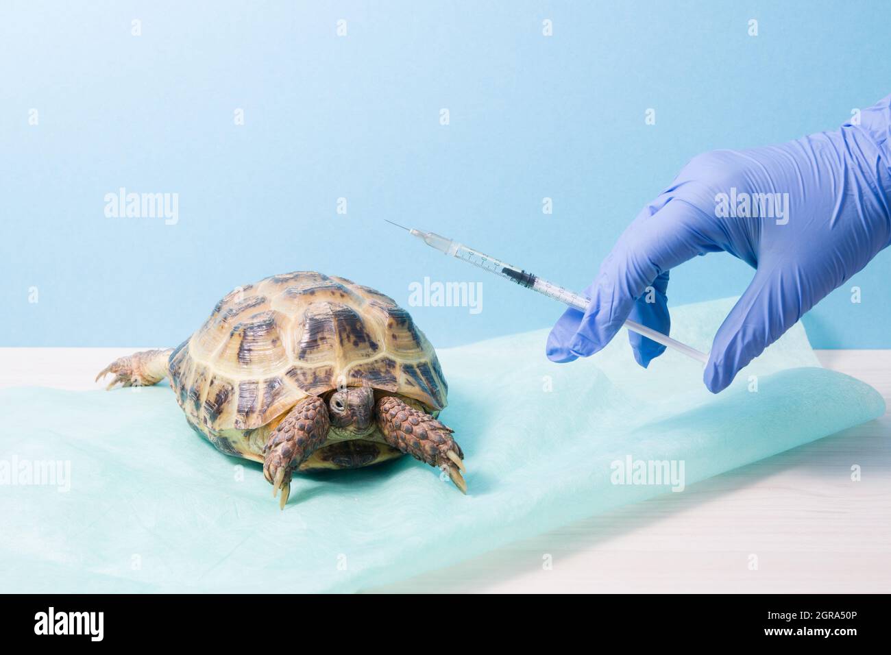 Central asian tortoise hi-res stock photography and images - Alamy