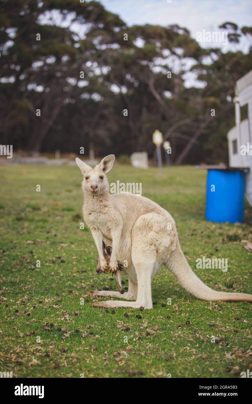 Kangaroo grazing hi-res stock photography and images - Alamy