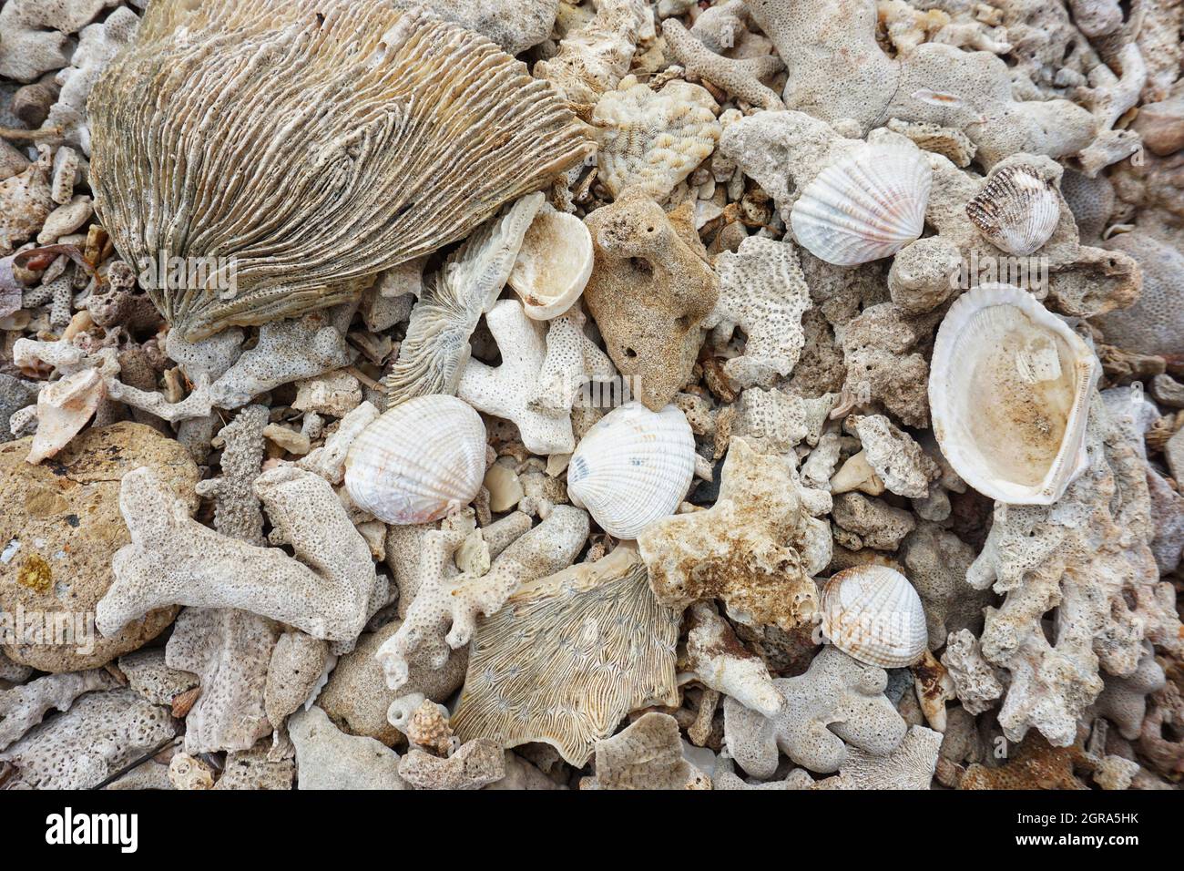 Shell bluff hi-res stock photography and images - Alamy