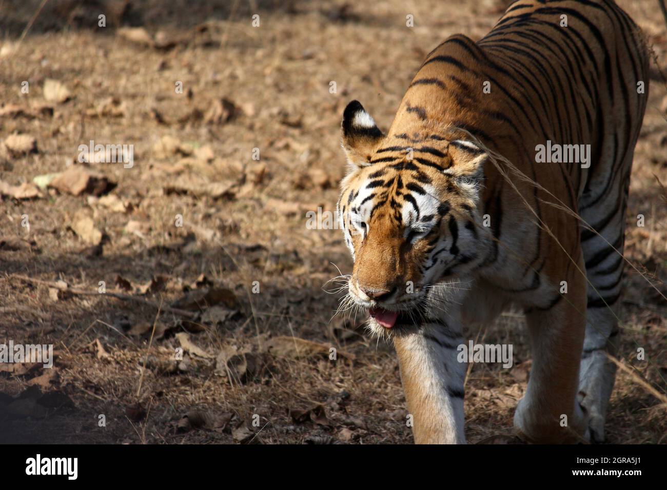 World most famous tigress hi-res stock photography and images - Alamy