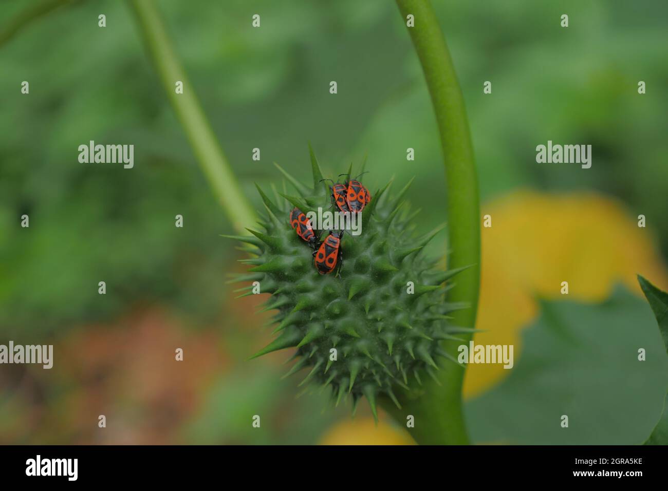 Mediterranean red bugs hi-res stock photography and images - Alamy