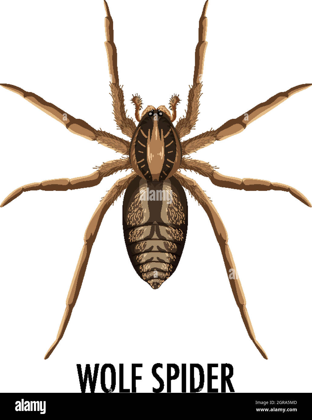 Wolf spider isolated on white background Stock Vector Image & Art - Alamy
