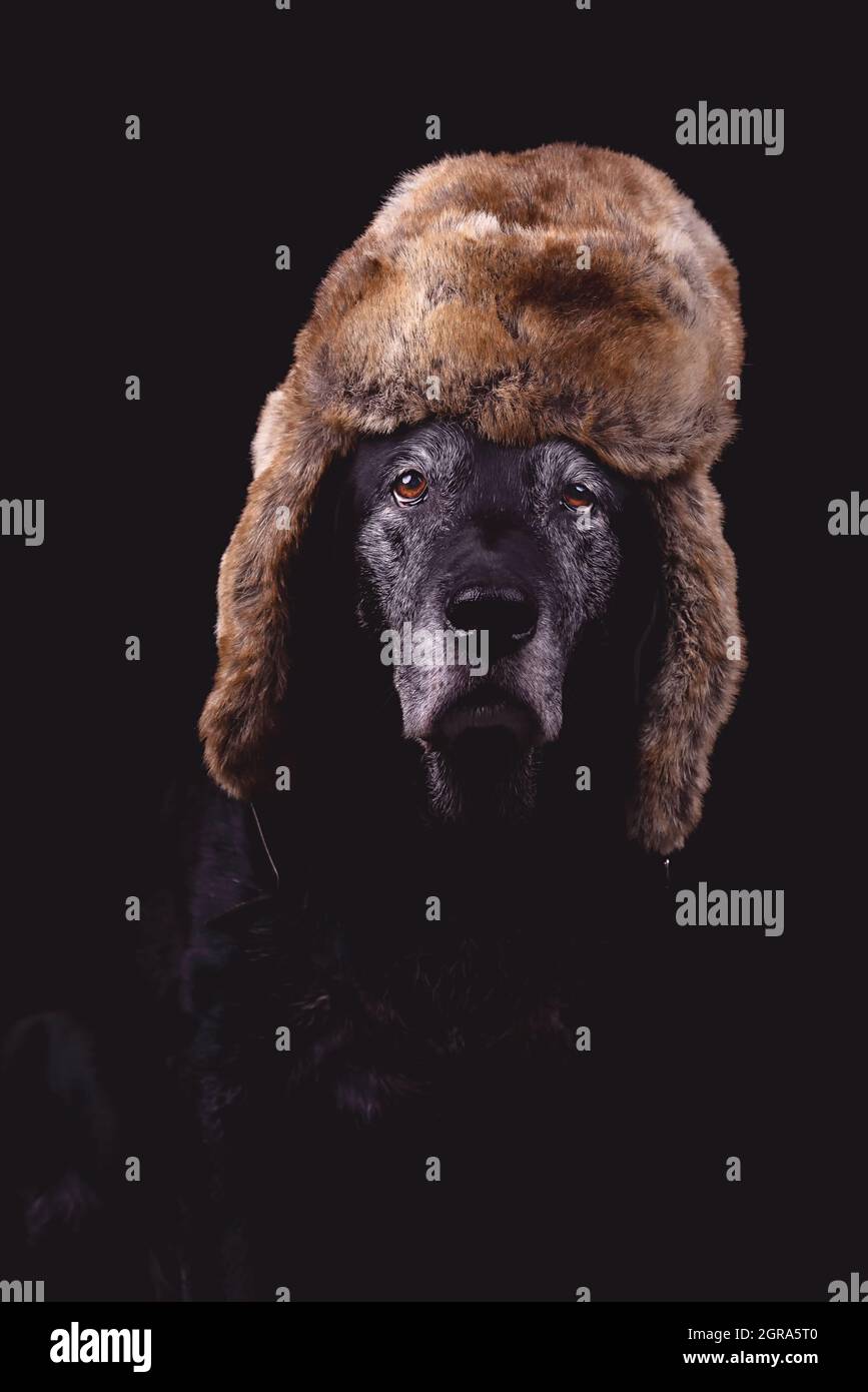 Black labrador wearing hat hi-res stock photography and images - Alamy