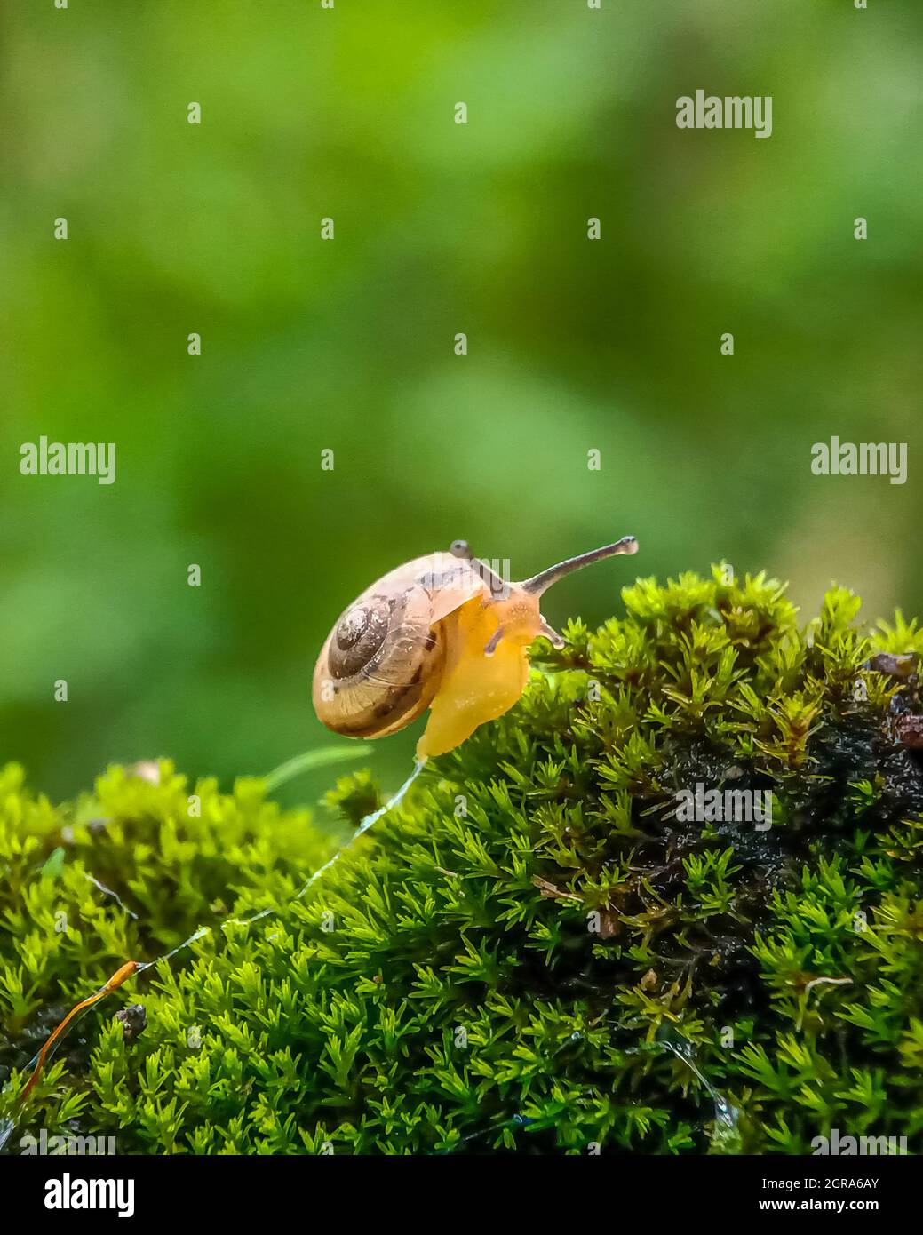 Eyestalk hi-res stock photography and images - Alamy