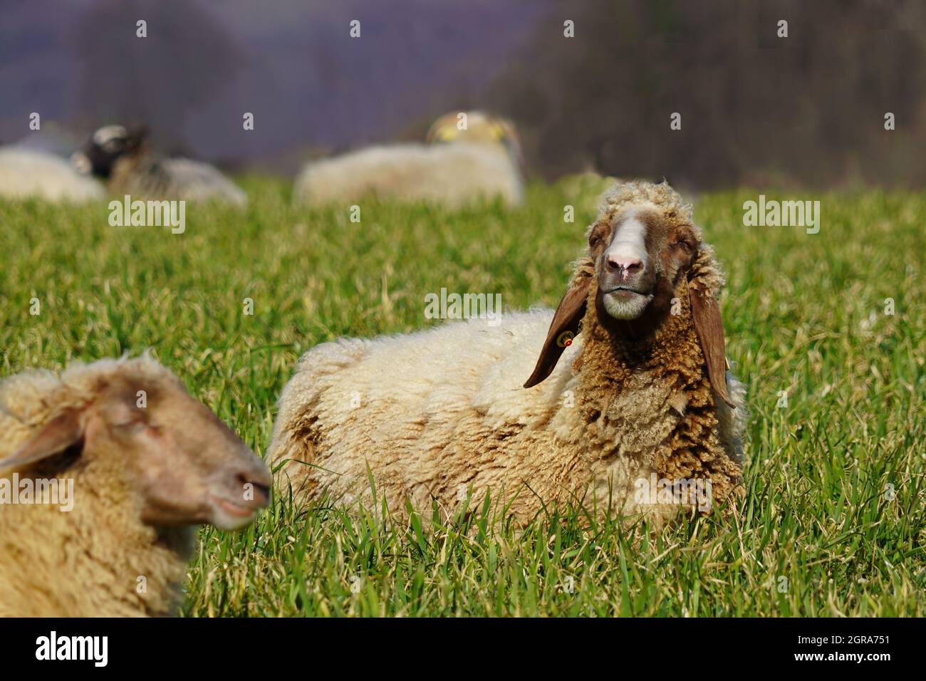 Merino sheep germany hi-res stock photography and images - Alamy