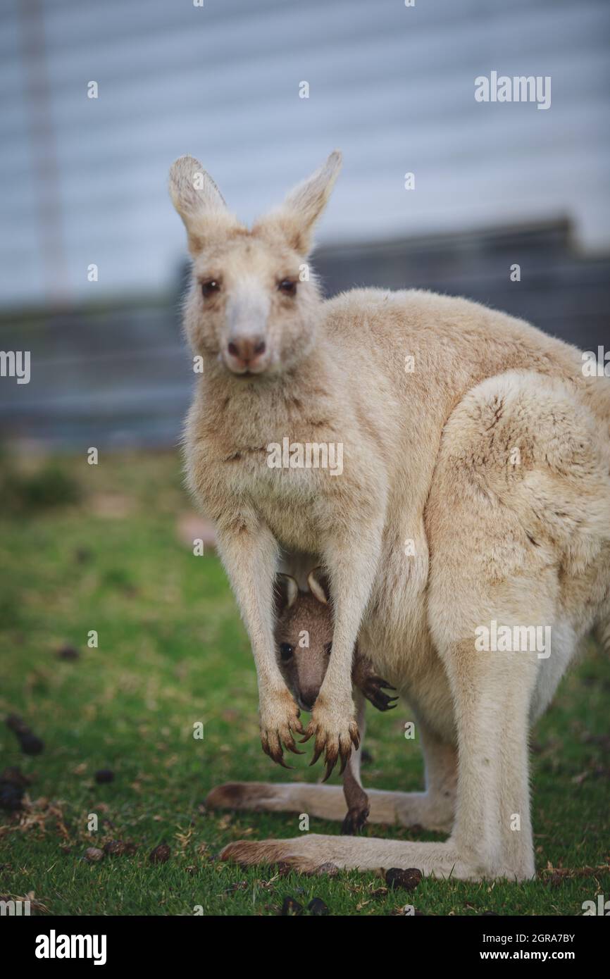 White kangaroo grazing with her joey Stock Photo - Alamy