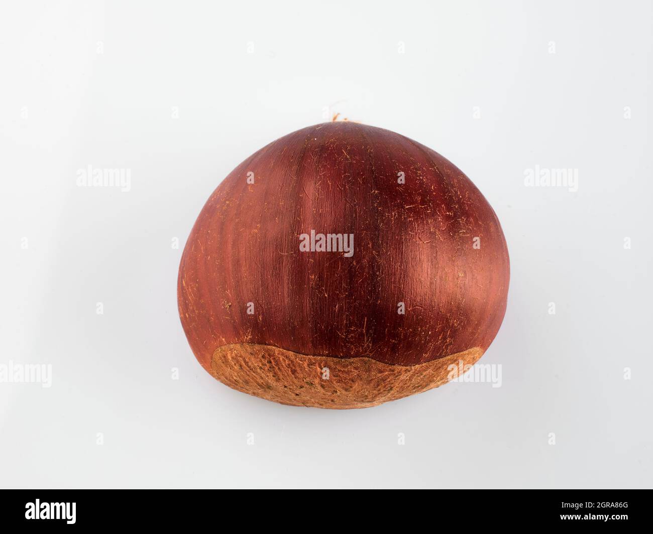 single chestnut seed close-up isolated on white background Stock Photo ...