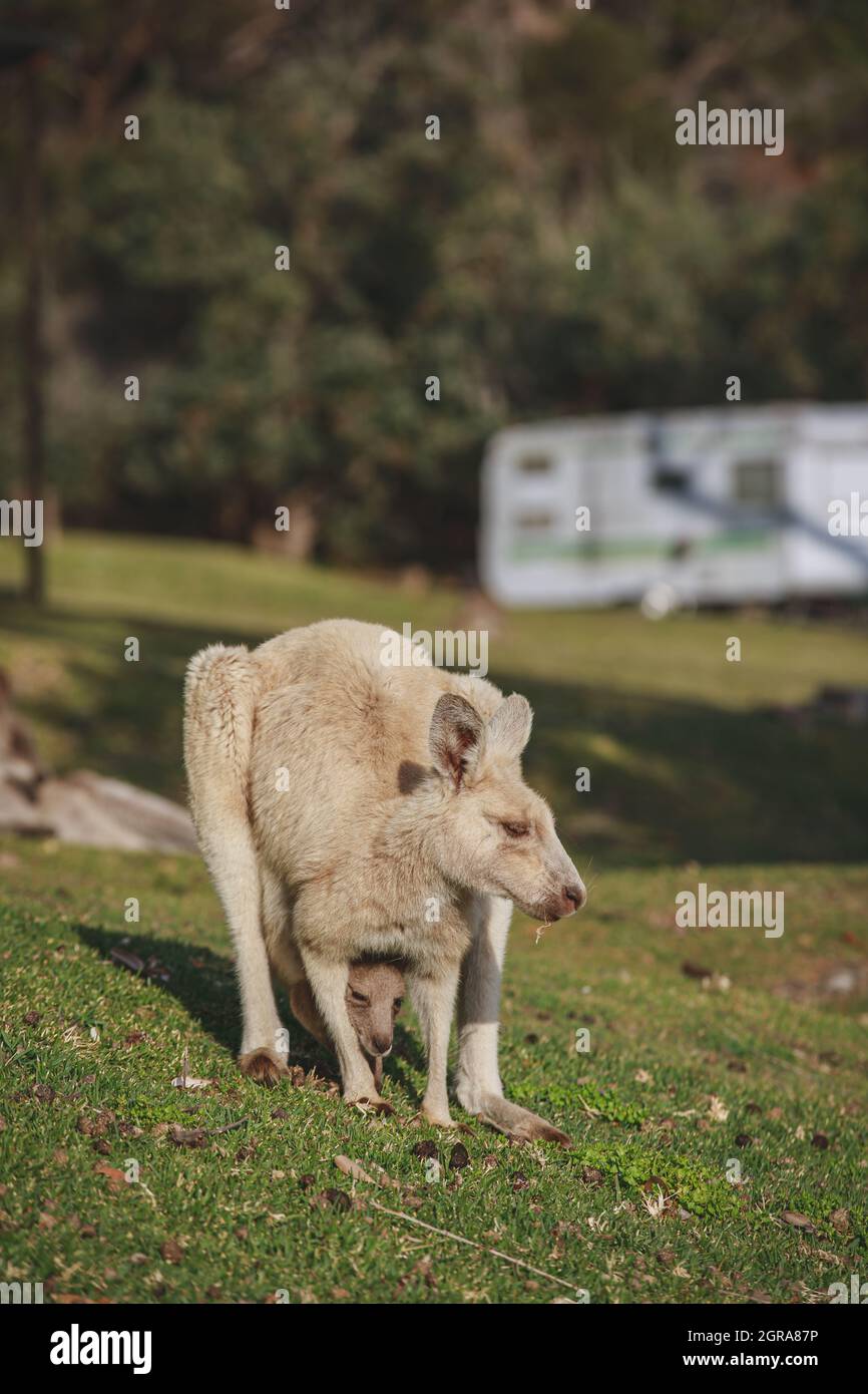 White kangaroo grazing with her joey Stock Photo - Alamy