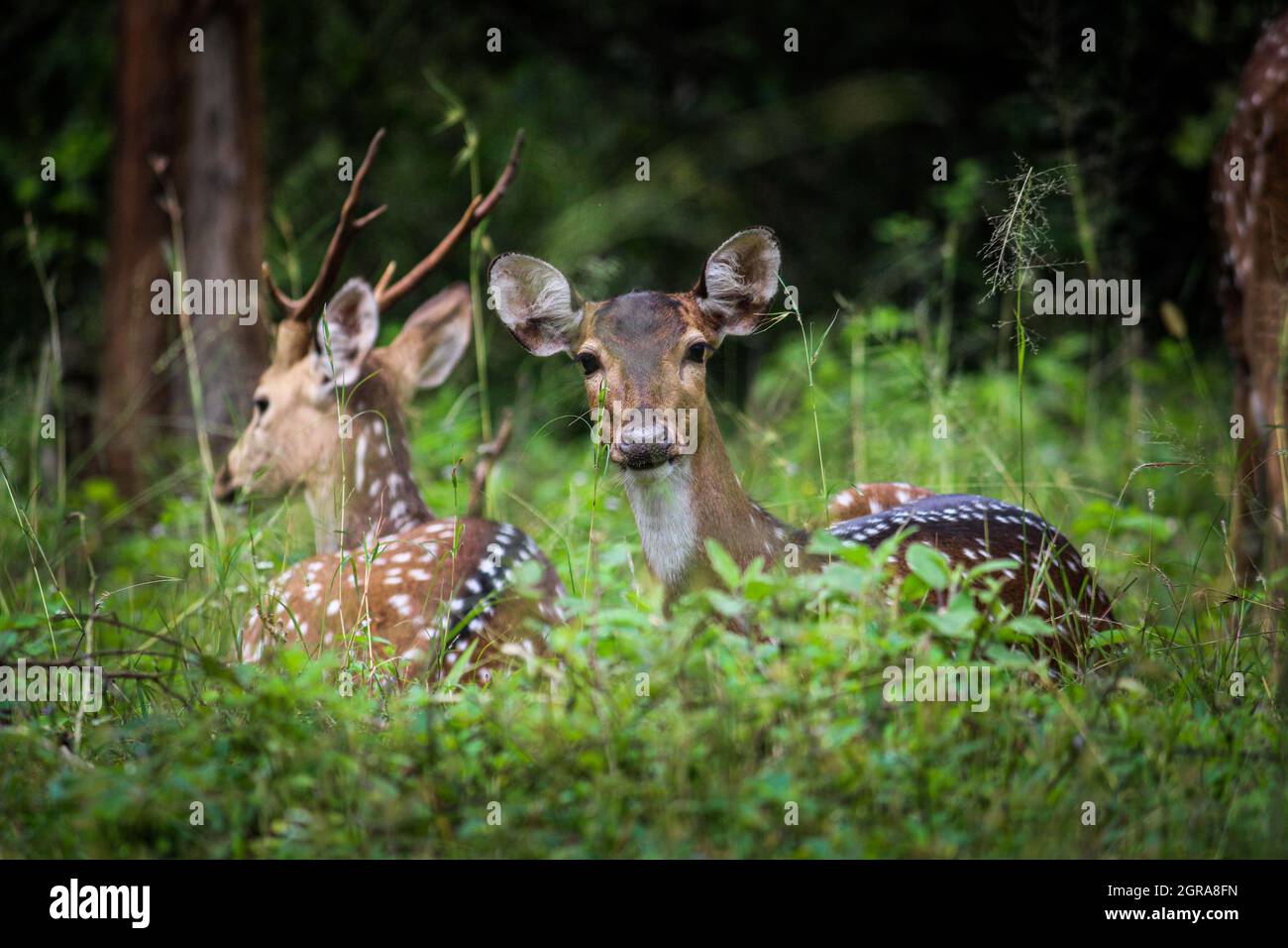 Coimbatore forest hi-res stock photography and images - Alamy