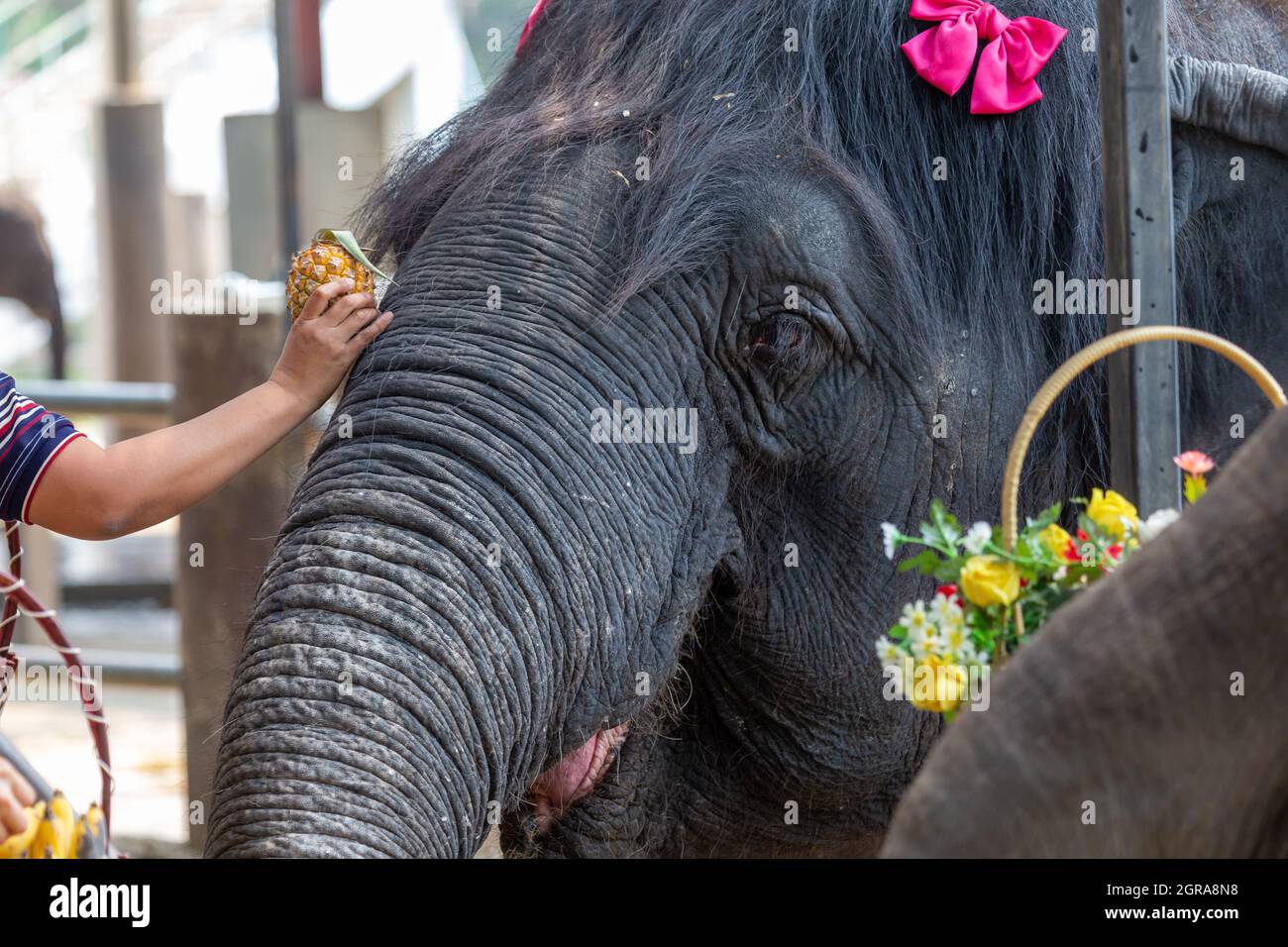 Seamless colorful animals pattern hi-res stock photography and images ...