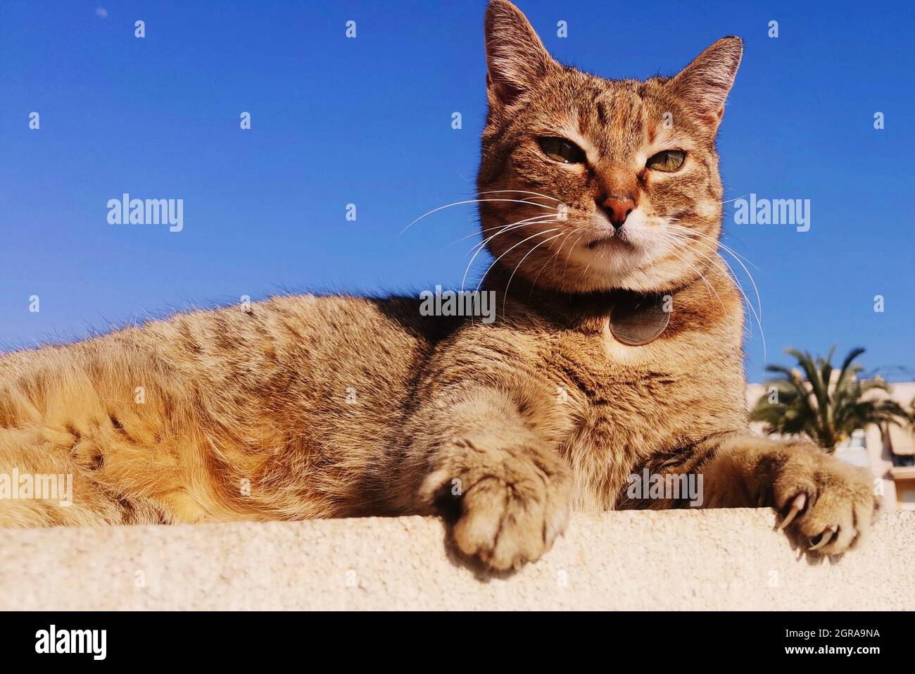 Gato Sentado High Resolution Stock Photography and Images - Alamy