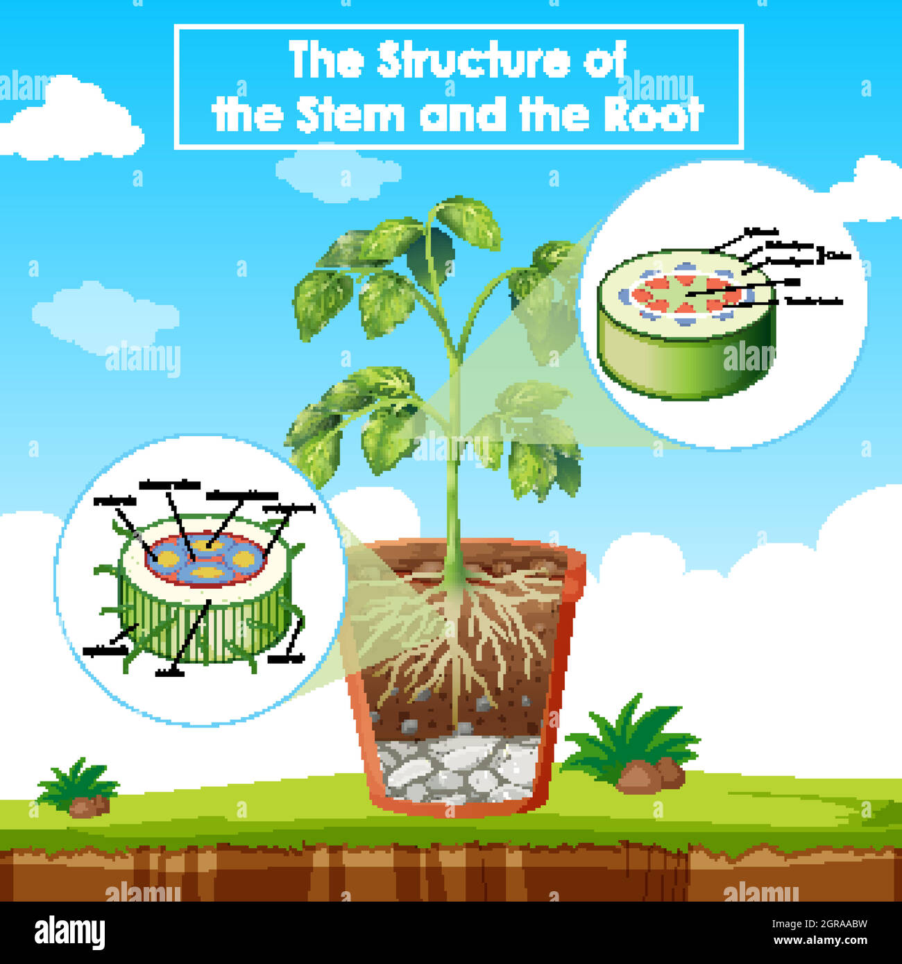 Diagram showing the structure of stem and root Stock Vector Image & Art ...