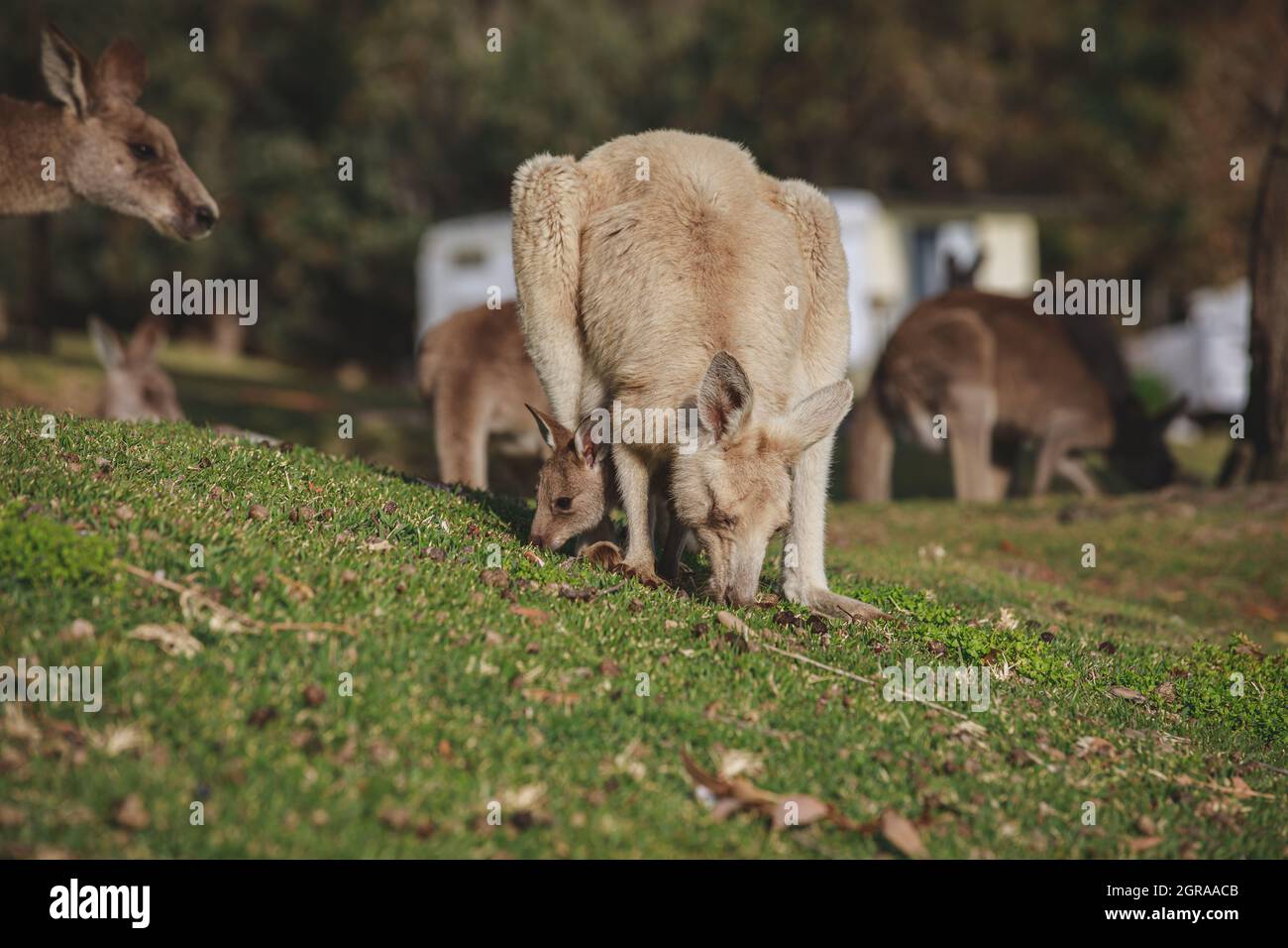 White kangaroo grazing with her joey Stock Photo - Alamy