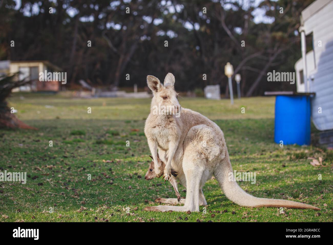 White kangaroo grazing with her joey Stock Photo - Alamy