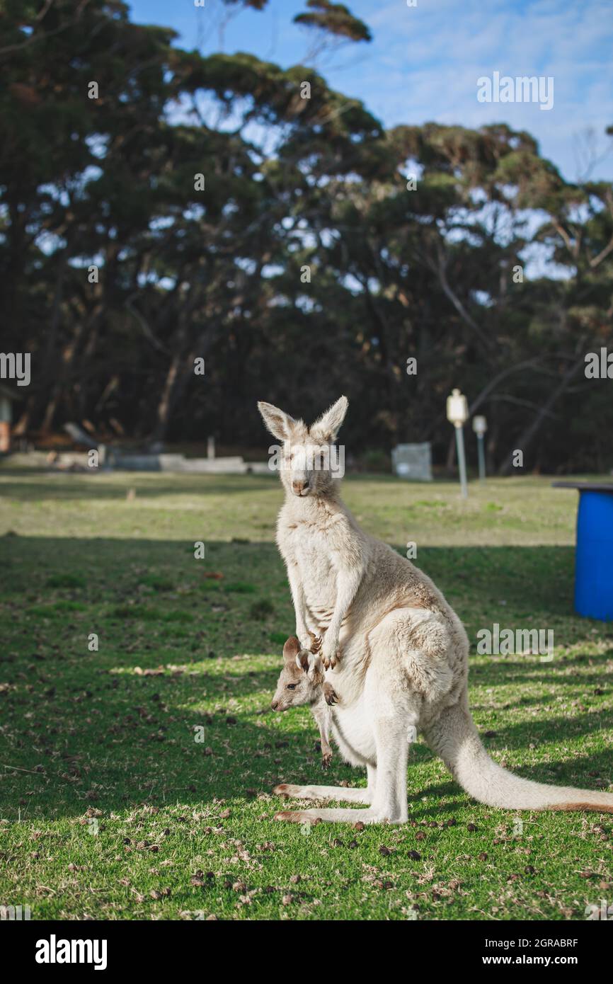 White kangaroo grazing with her joey Stock Photo - Alamy