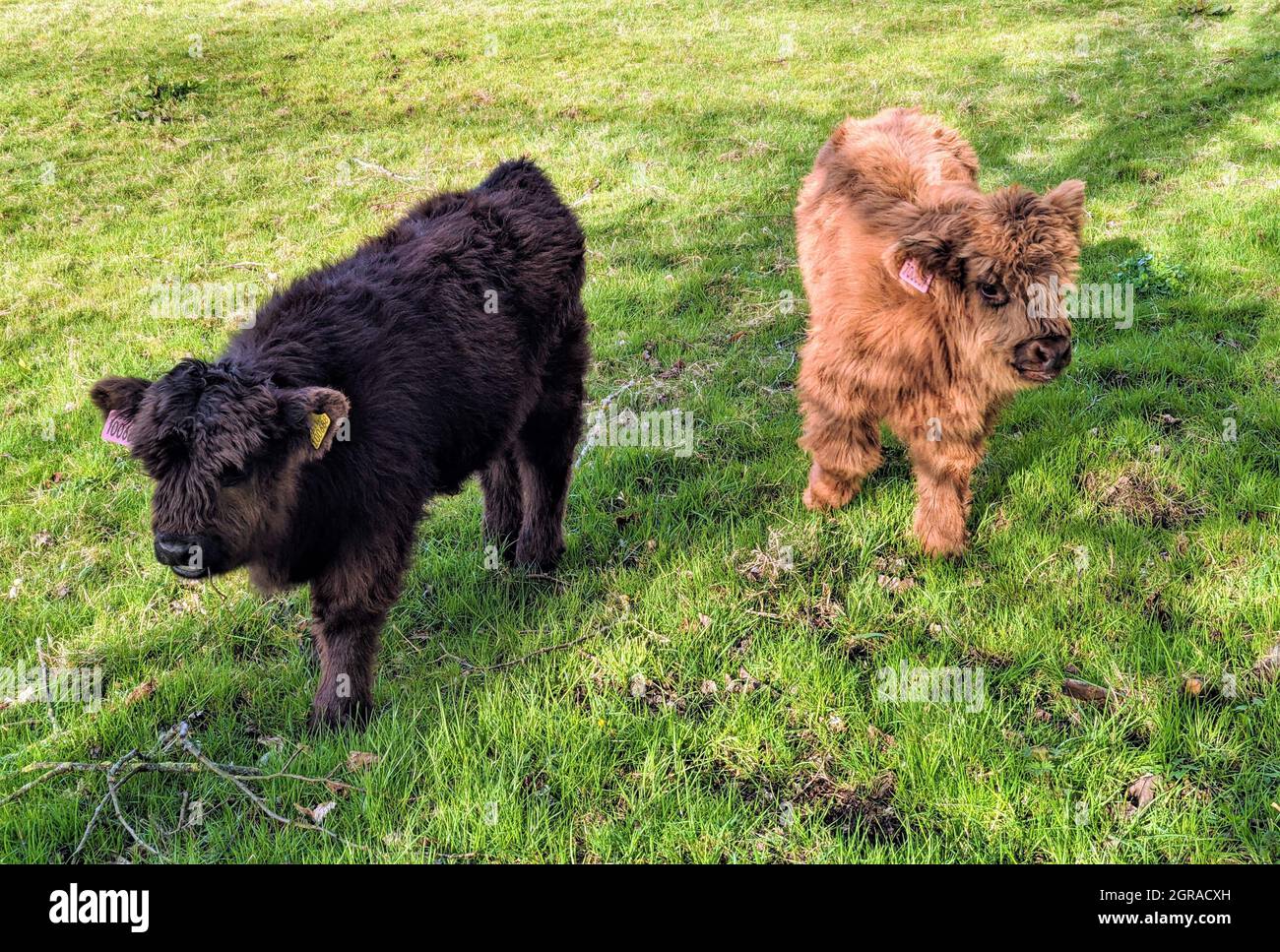 Two Young Highland Calves High Resolution Stock Photography and Images ...