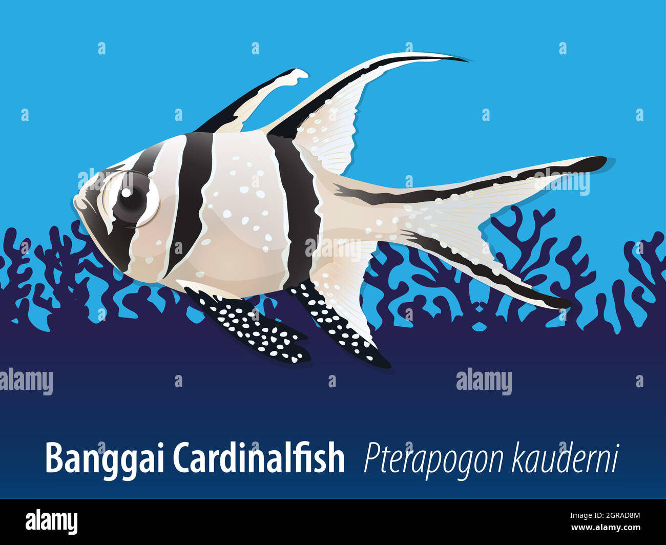 Banggai cardinalfish hi-res stock photography and images - Alamy