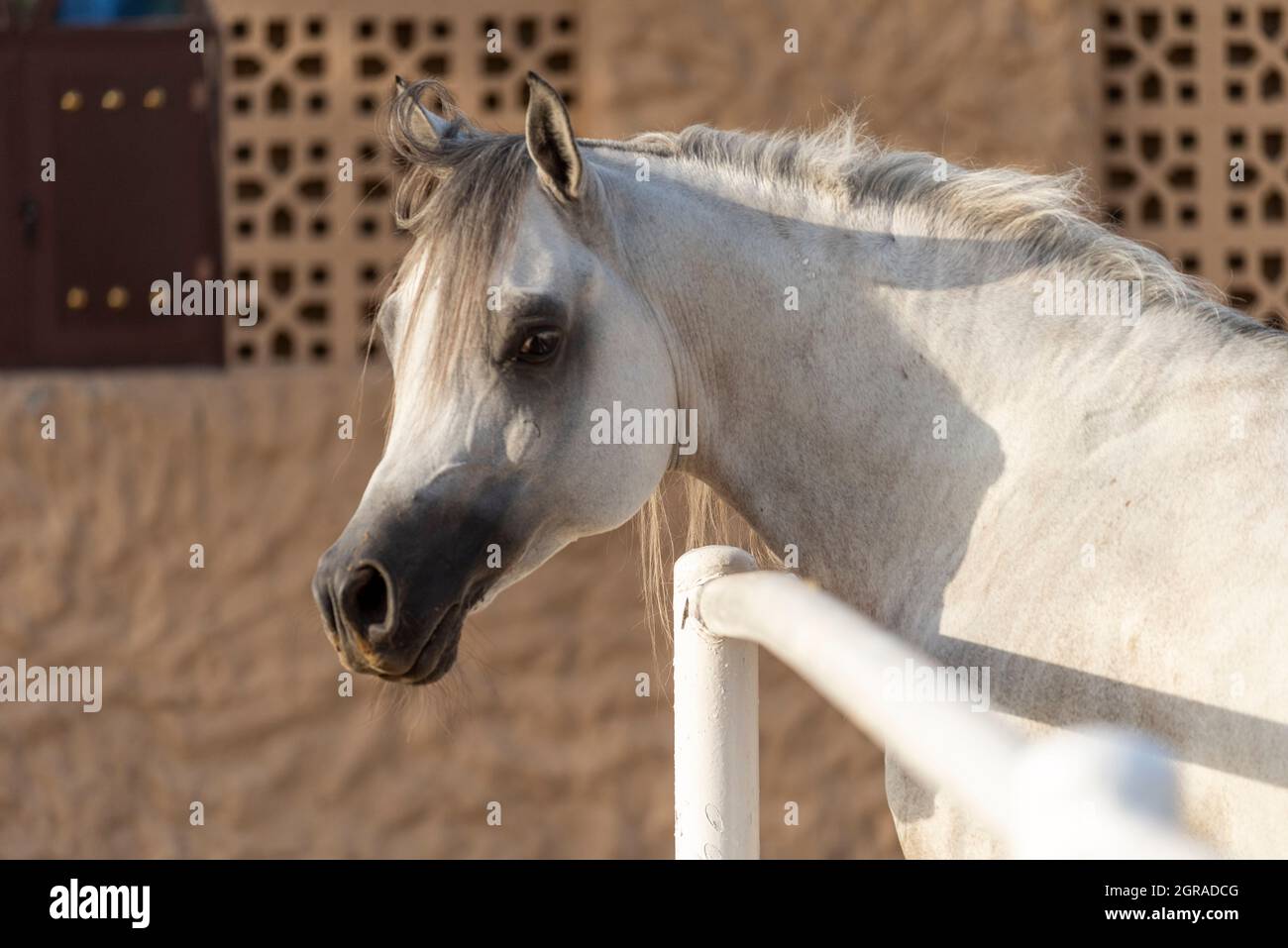 Sharjah horse hi-res stock photography and images - Alamy