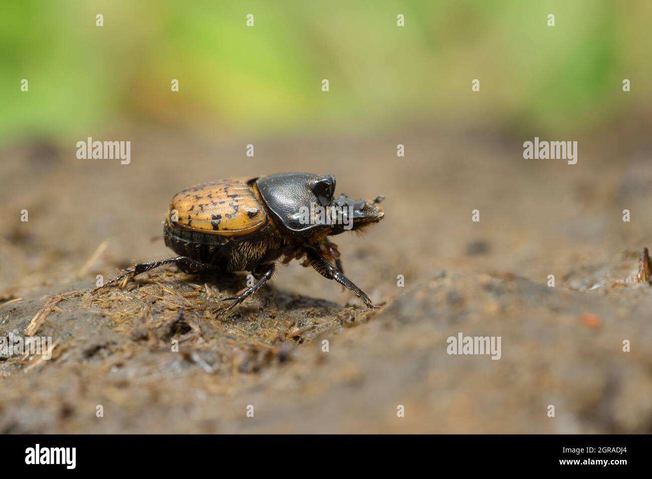 Cow dung beetle hi-res stock photography and images - Alamy