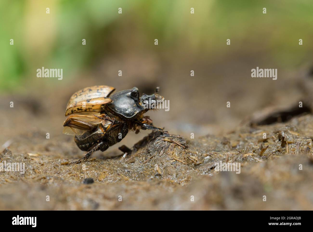 Dung beetle (Onthophagus gibbulus) on cow dung, wild Finland Stock ...