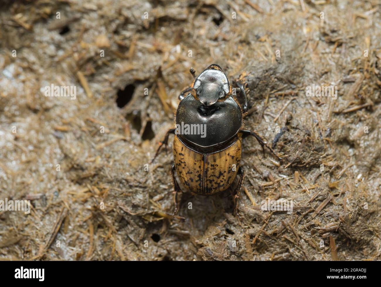 Cow dung beetle hi-res stock photography and images - Alamy