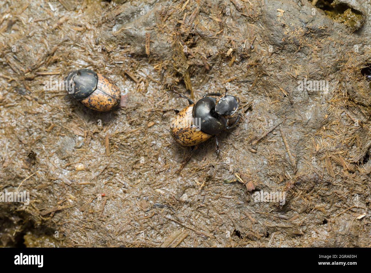 Finland cow hi-res stock photography and images - Alamy