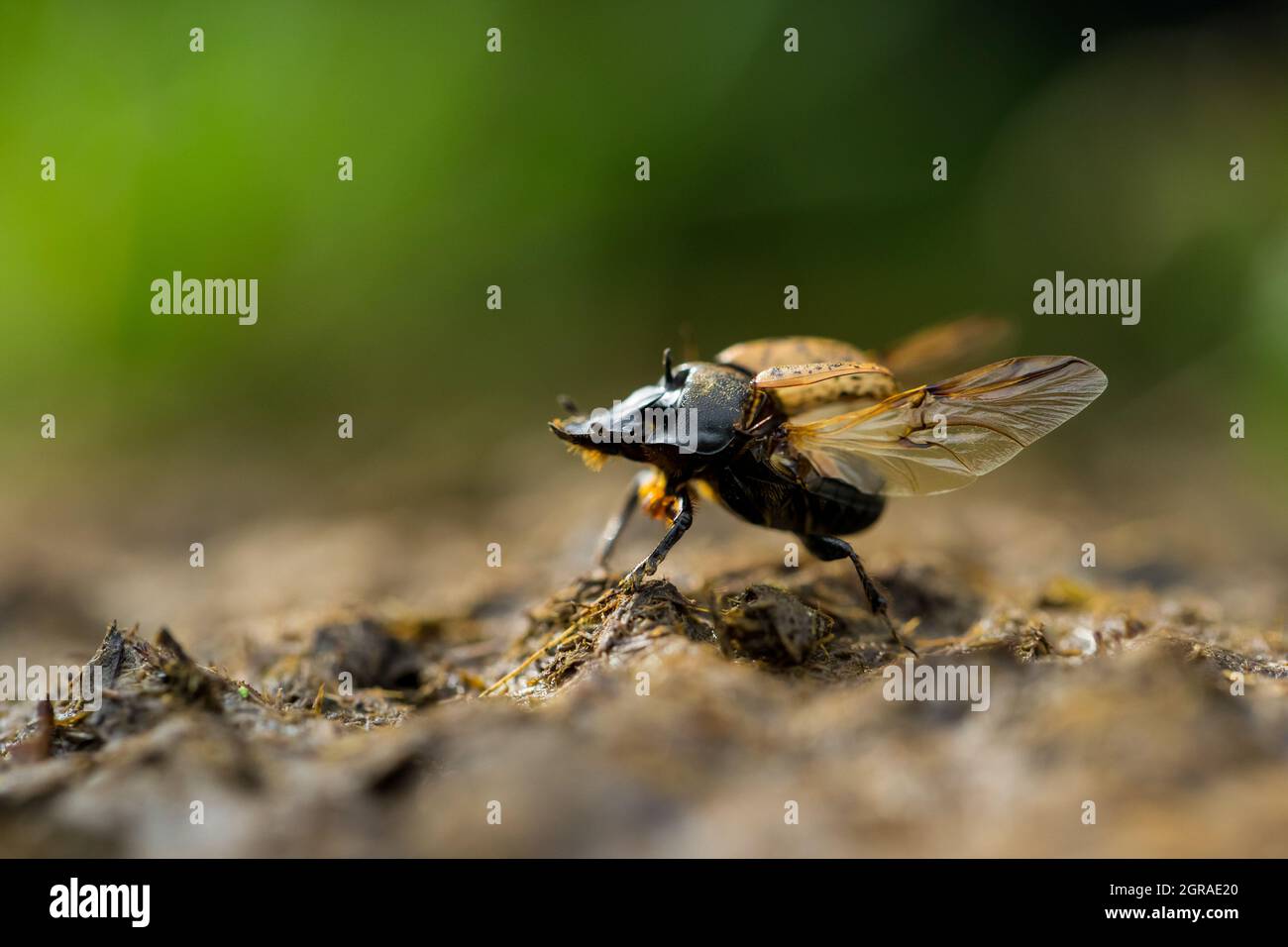 Cow dung beetle hi-res stock photography and images - Alamy