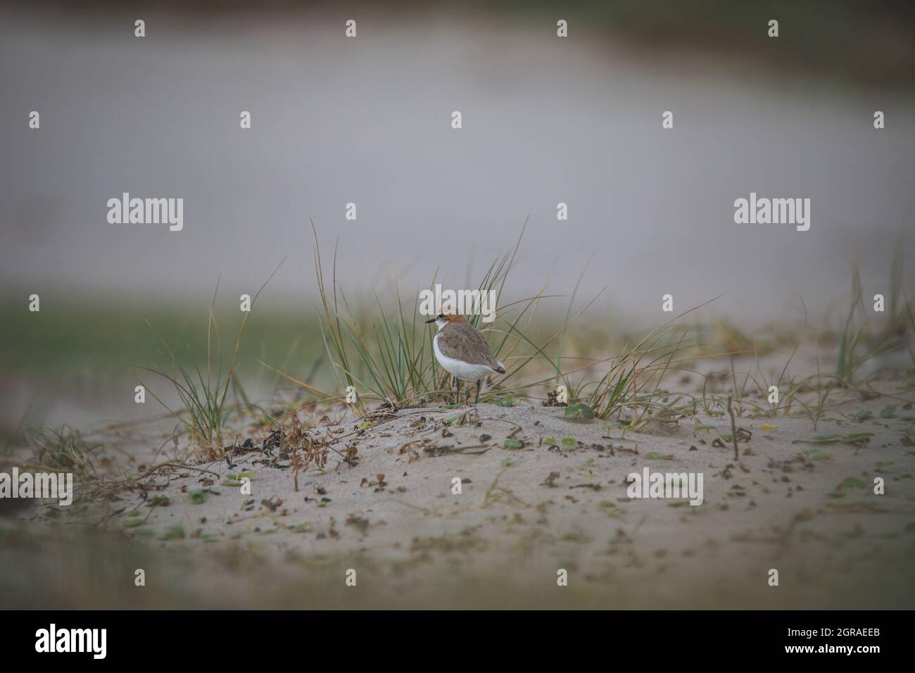 Red-capped plover on the foreshore Stock Photo - Alamy