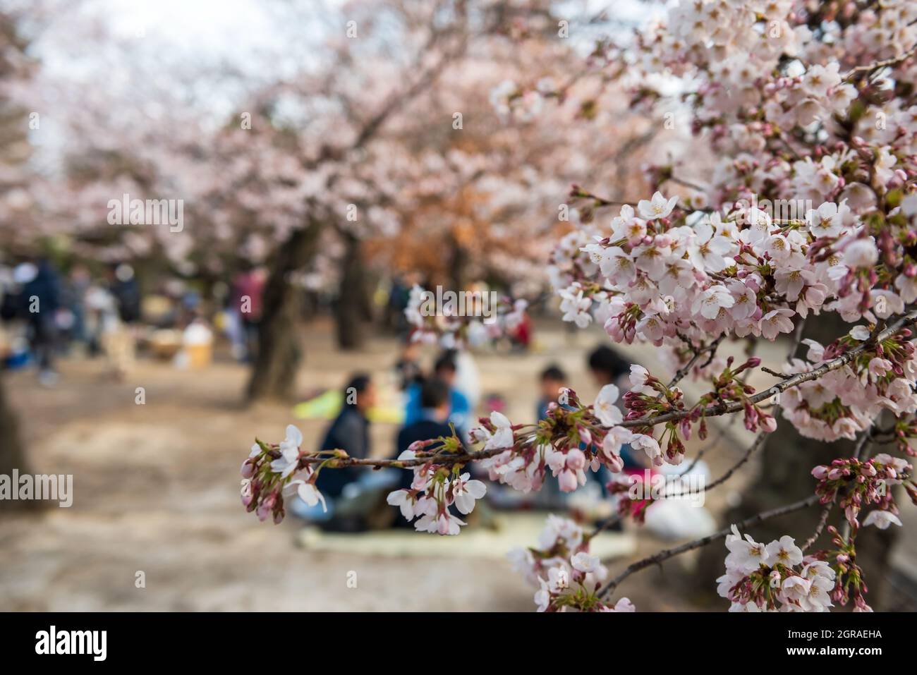 Japanese family picnic cherry hi-res stock photography and images - Alamy