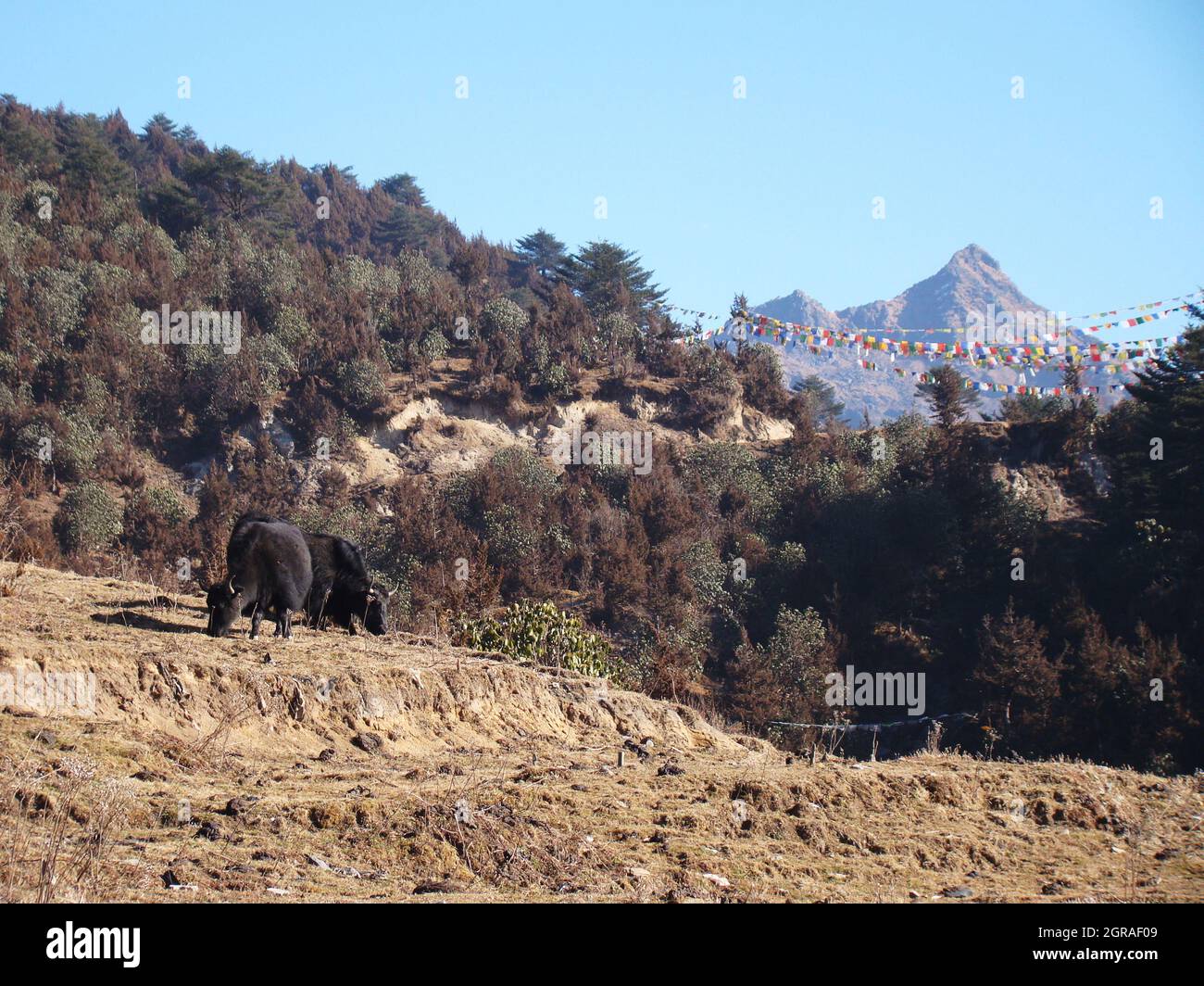 Himalayan cattle hi-res stock photography and images - Alamy