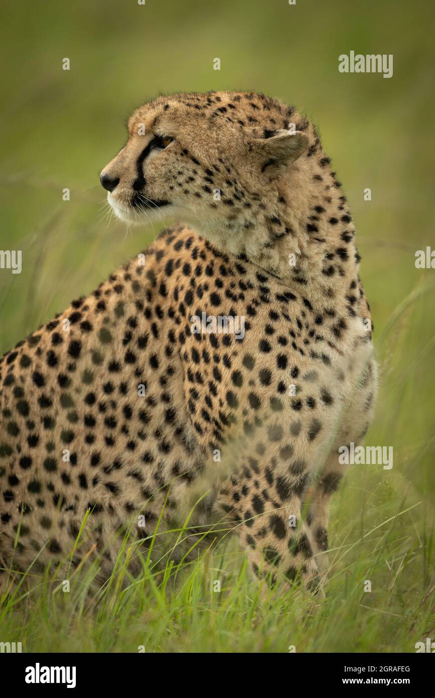 Cheetah sitting looking back hi-res stock photography and images - Alamy