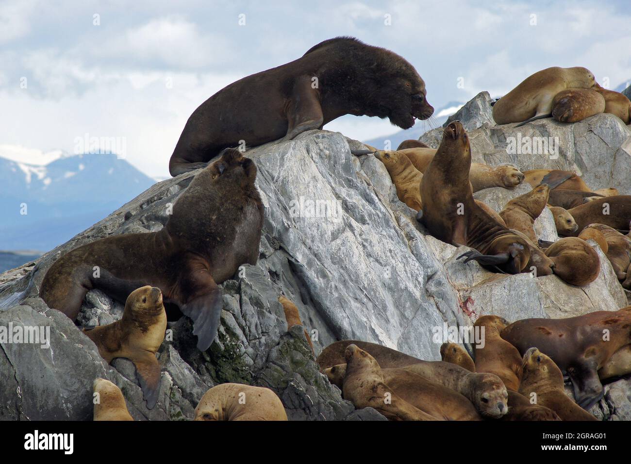 Beagle channel underwater hi-res stock photography and images - Alamy