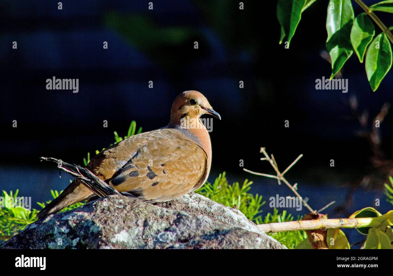Zenaida dove national bird of anguilla hi-res stock photography and ...