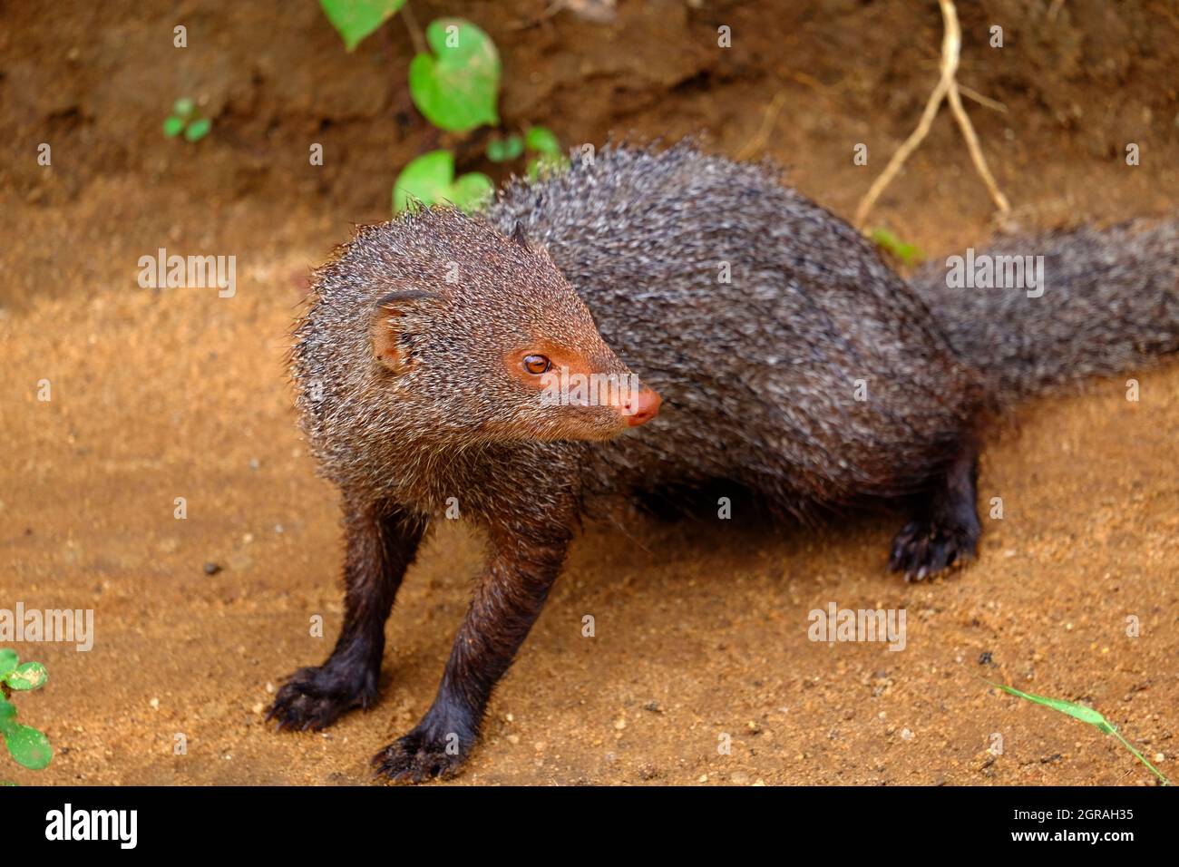 Mongoose side on hi-res stock photography and images - Alamy