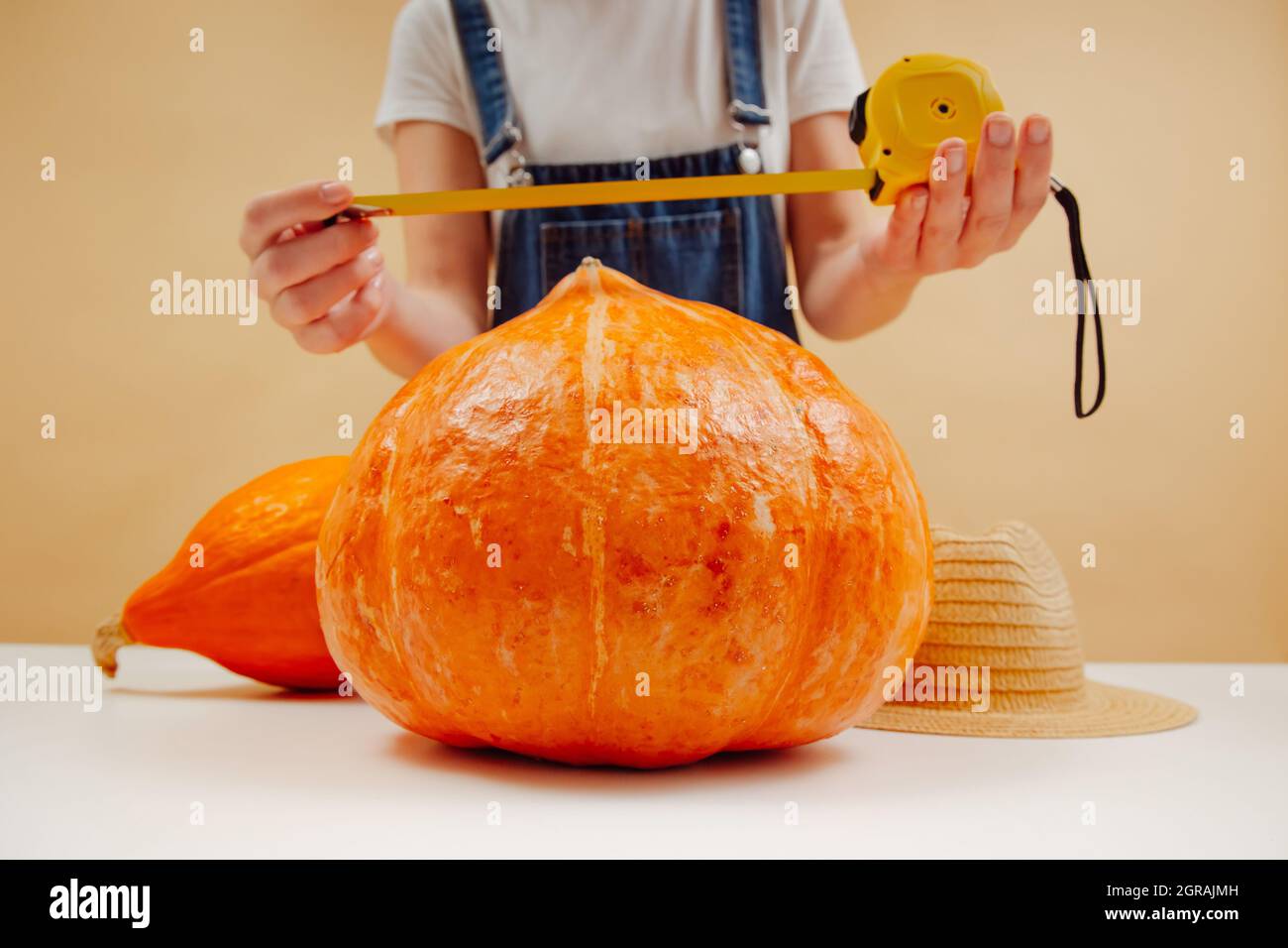 Large ripe pumpkin is measured with a tape measure by a blurred farmer ...