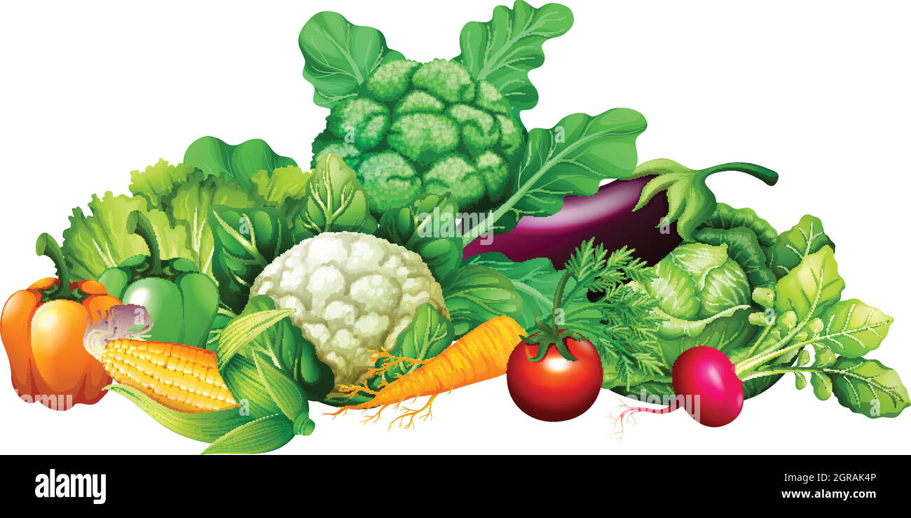 Different kind of vegetables Stock Vector Image & Art - Alamy