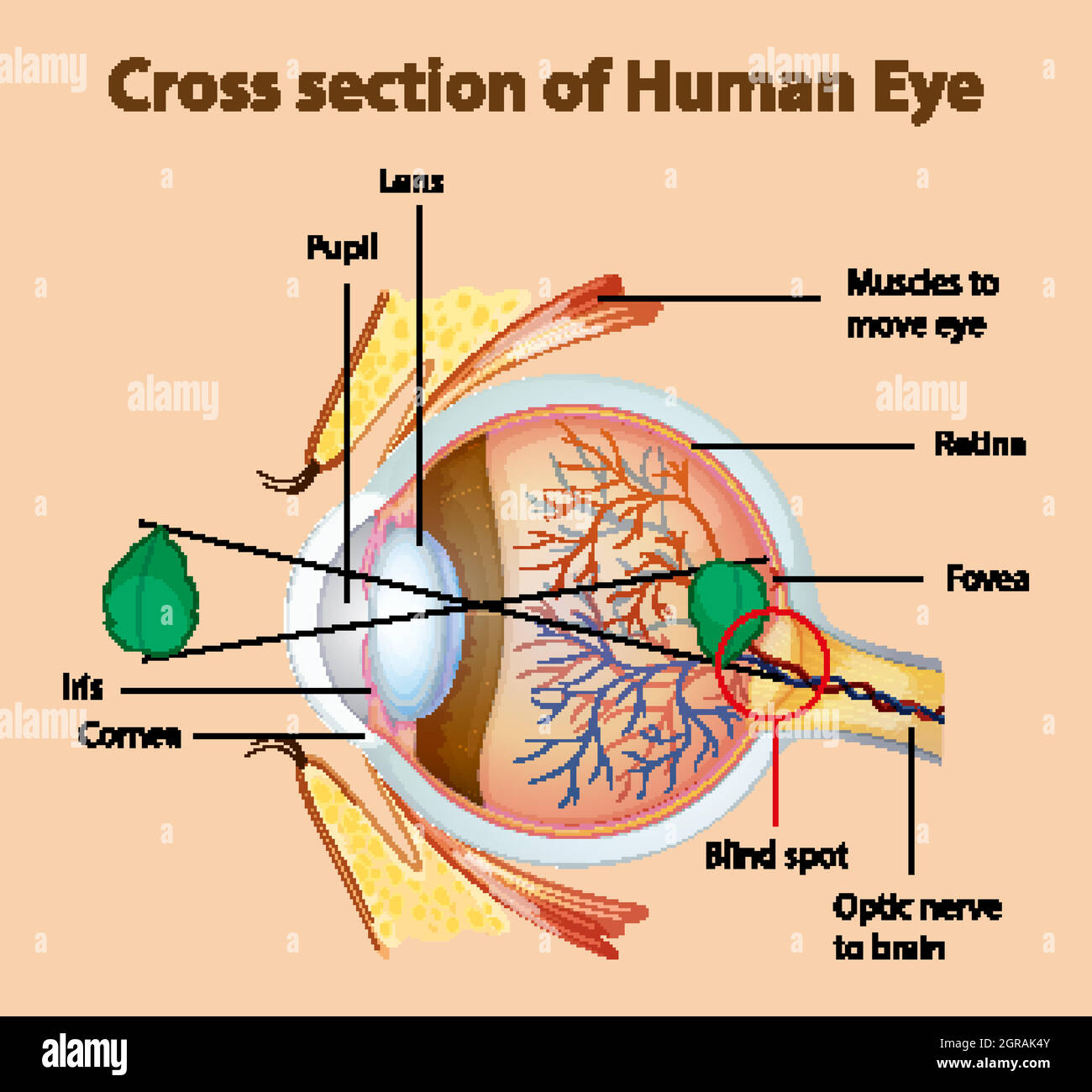 Diagram showing cross section of human eye Stock Vector Image & Art - Alamy Diagram showing cross section of human eye Stock Vector Image & Art - Alamy