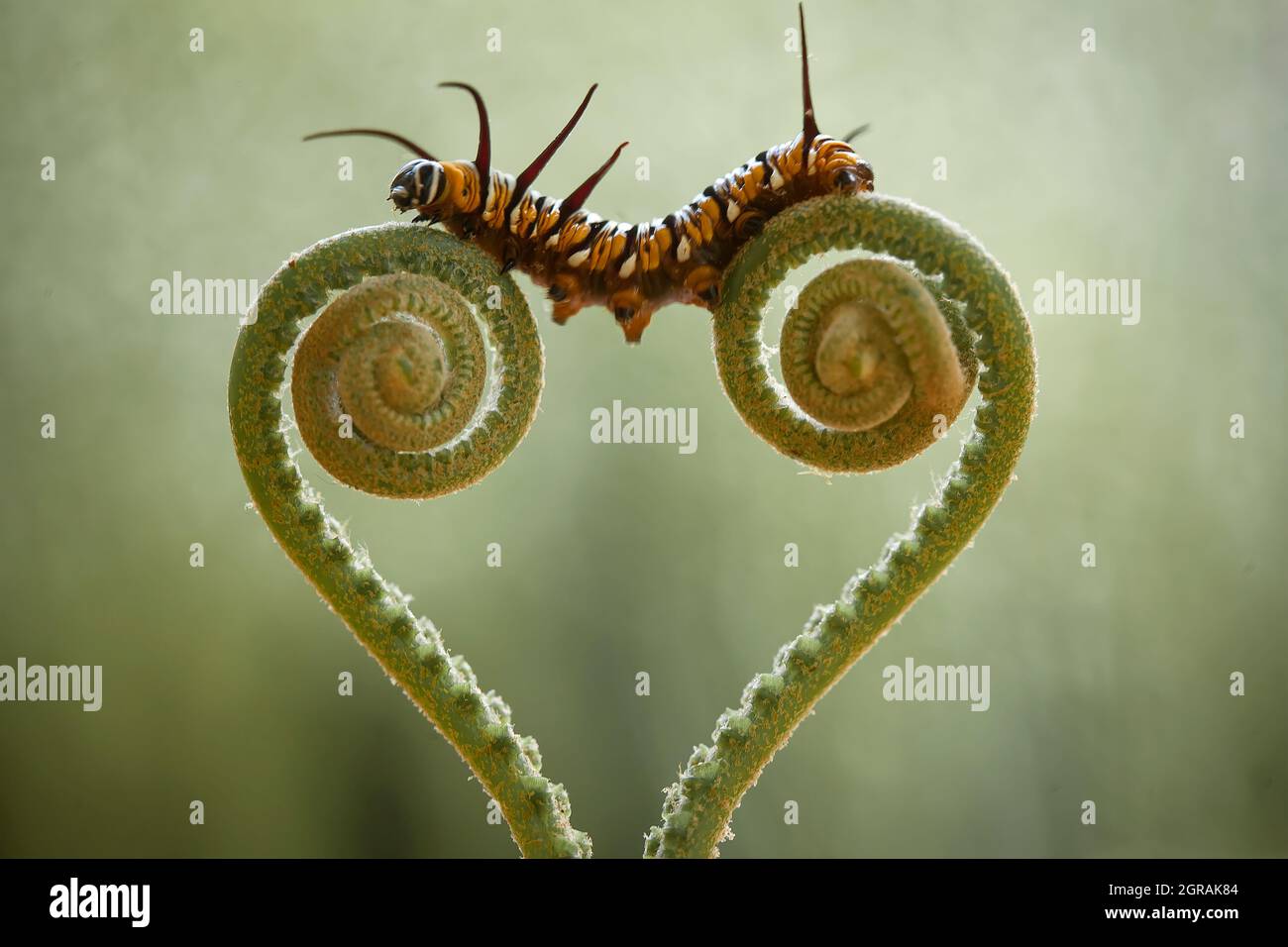 Beautiful Caterpillar On Fern Stock Photo - Alamy