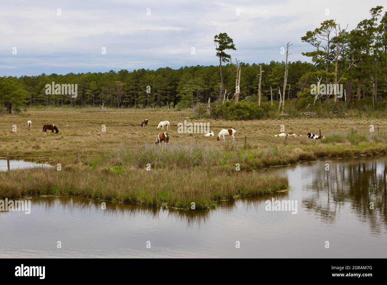 Band of ponies hi-res stock photography and images - Alamy