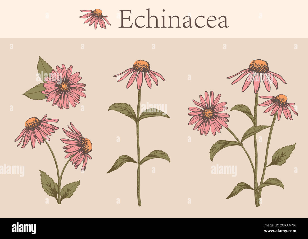 Flower bloom echinacea Stock Vector Images - Alamy