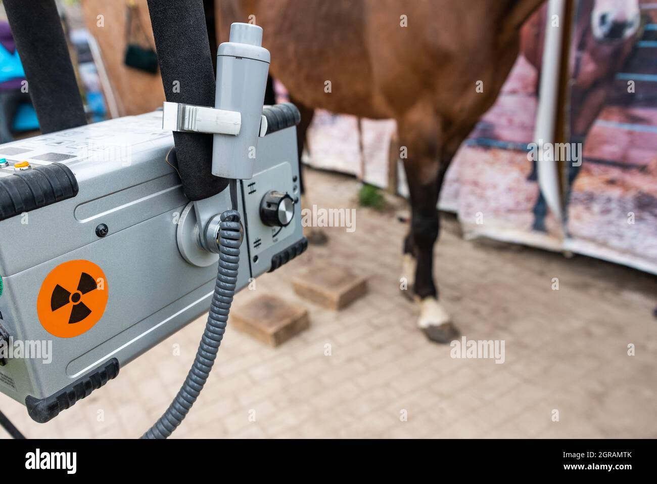 Scapula Animal High Resolution Stock Photography and Images - Alamy