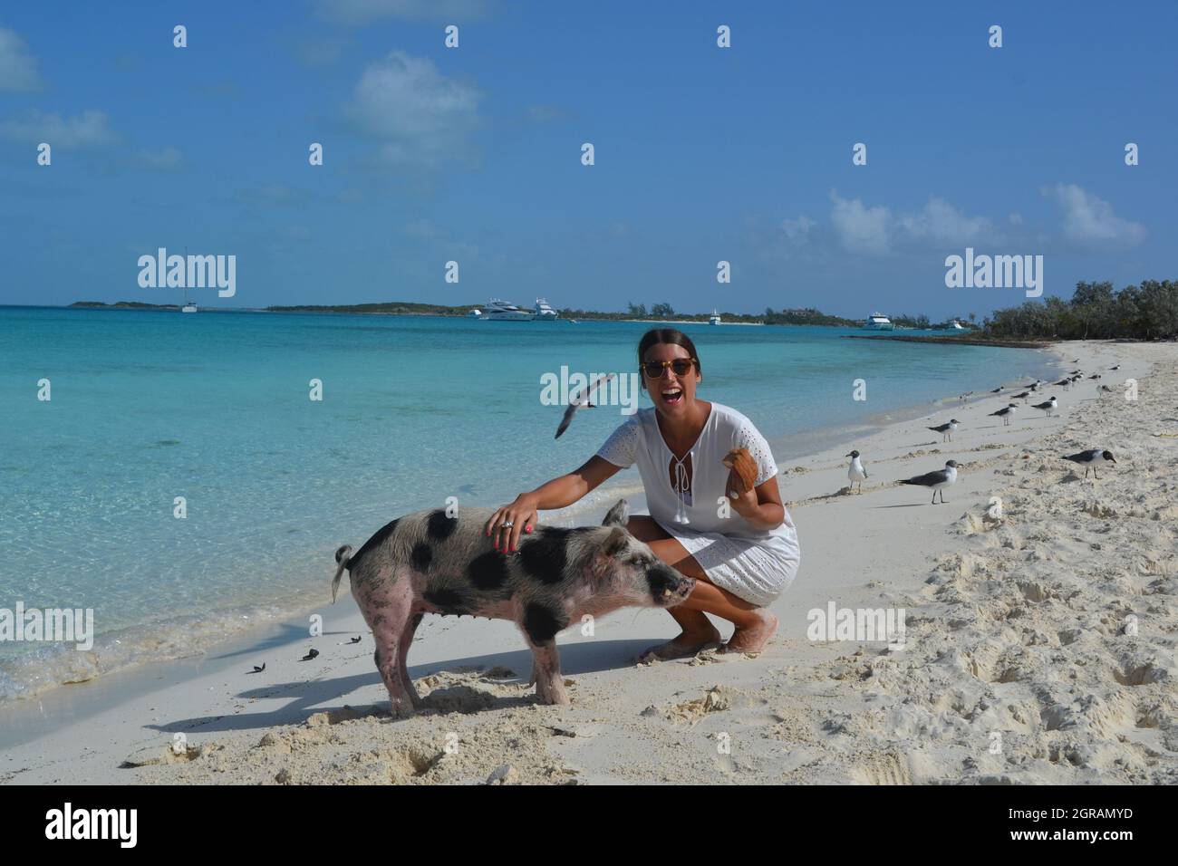 Swimming pigs bahamas hi-res stock photography and images - Alamy