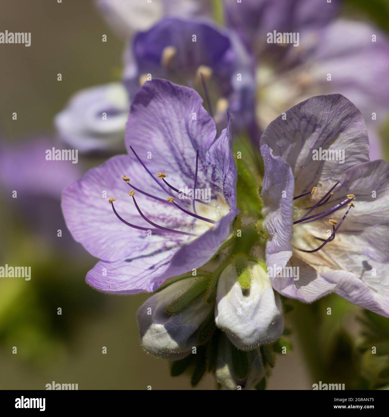 Purple helicoid cyme inflorescences of Giant Scorpionflower, Phacelia ...