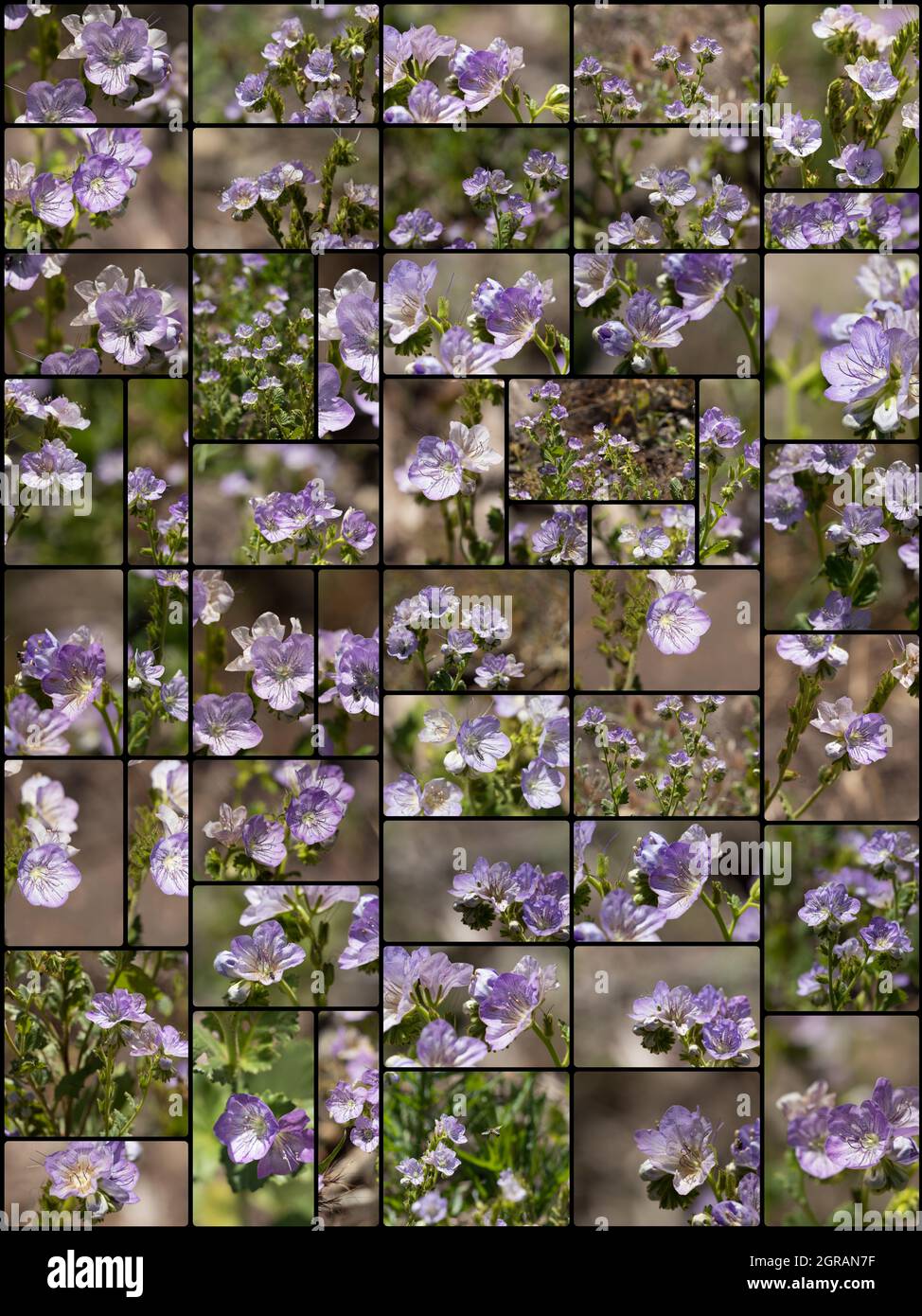 Collage of purple helicoid cyme inflorescences on Giant Scorpionflower ...