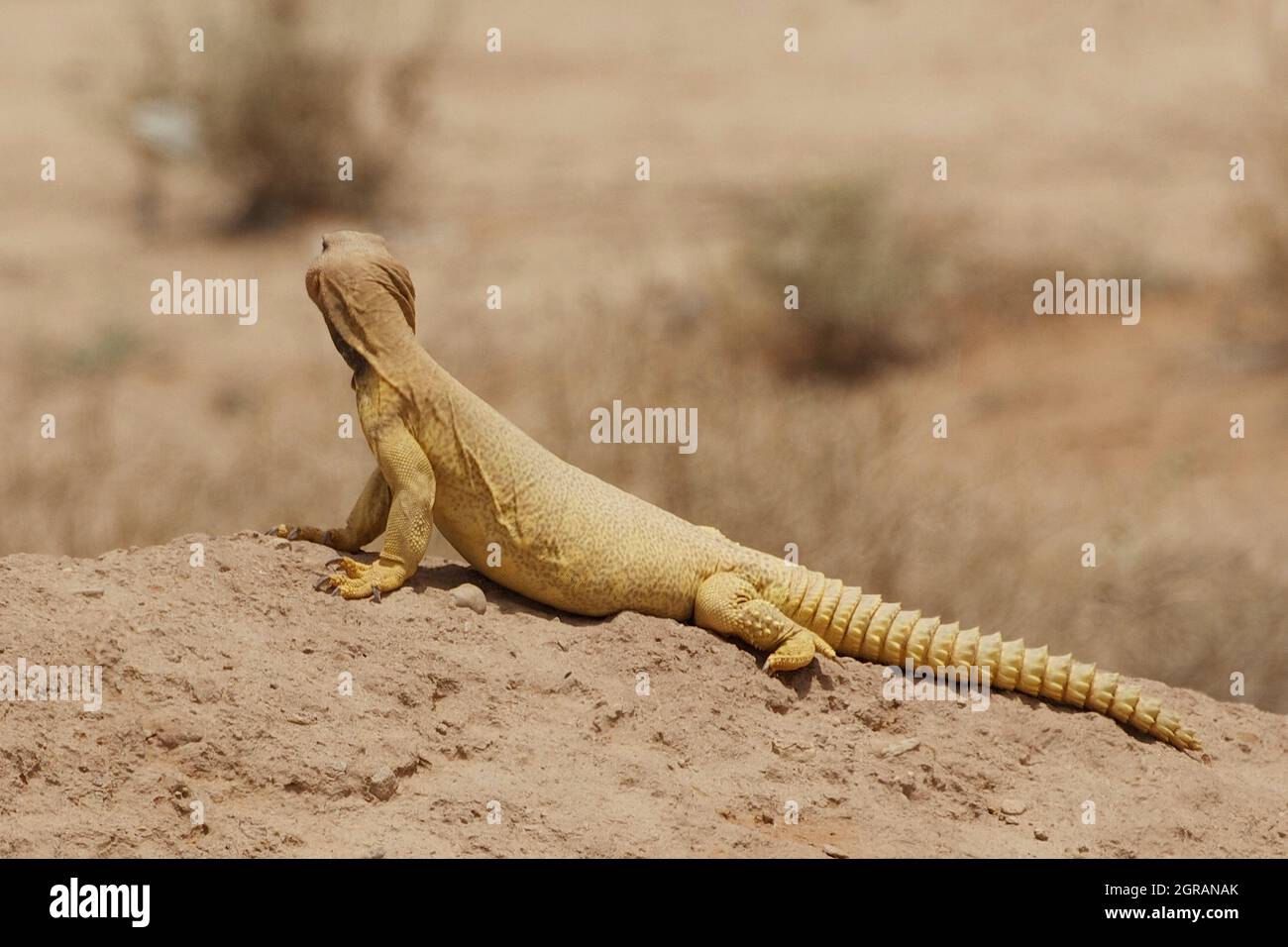 Bearded agamas hi-res stock photography and images - Alamy