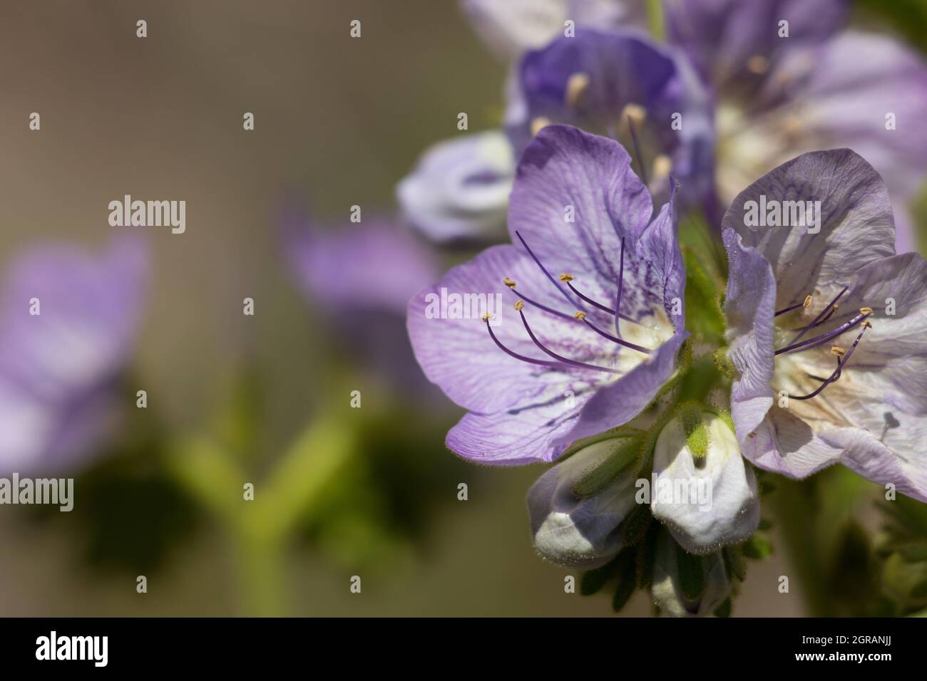 Purple helicoid cyme inflorescences of Giant Scorpionflower, Phacelia ...