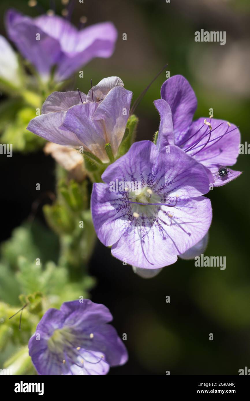 Purple helicoid cyme inflorescences of Giant Scorpionflower, Phacelia ...