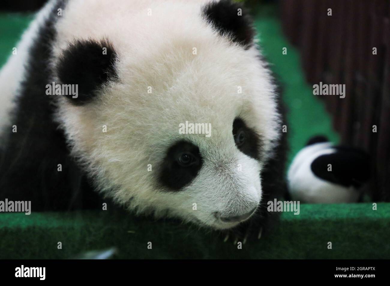 Liang liang panda malaysia hi-res stock photography and images - Alamy