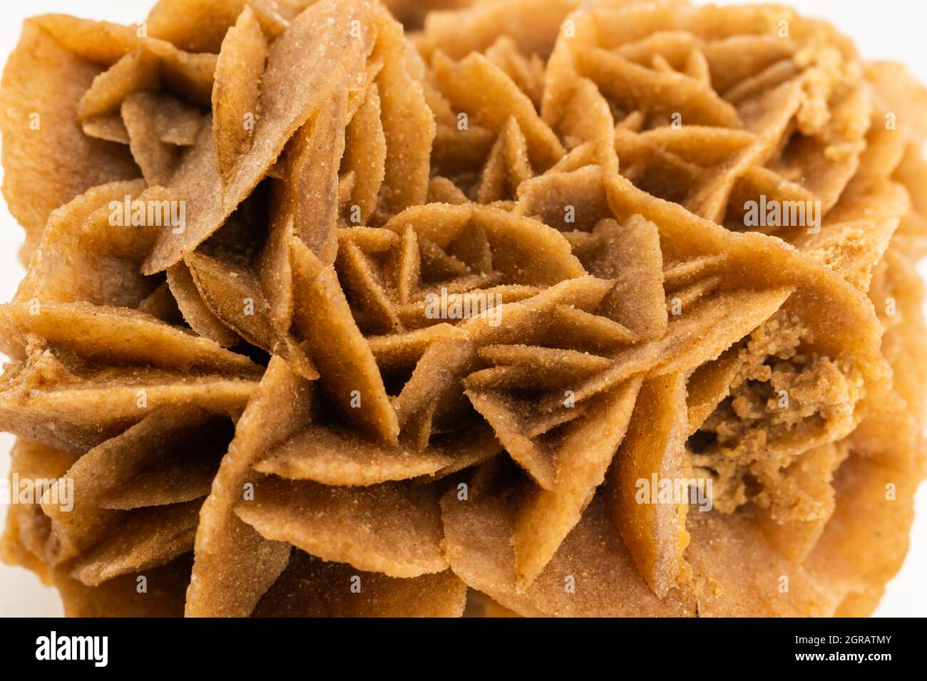 Desert rose hi-res stock photography and images - Alamy